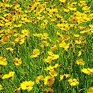 Outsidepride Perennial Tickseed Lance-leaved Coreopsis Heat & Drought Tolerant Wild Flowers - 5000 Seeds