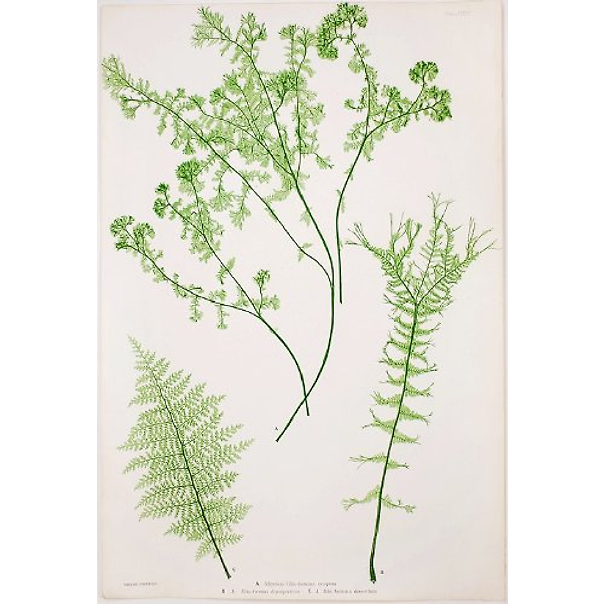 Athyrium Filix-foemina crispum [Lady Fern]; A. Filix-foemina depauperatum [Lady Fern]; A. Filix-foemina dissectum [Lady Fern]