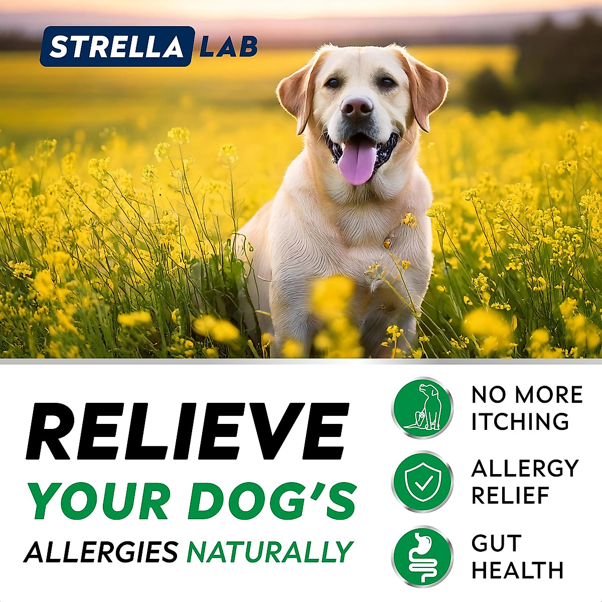 StrellaLab Dog Allergy Relief & Anti Itch Support Chews w/Omega 3: Real Ingredients, Real Taste! Skin & Coat Immune Supplement w/Fish Oil, Pumpkin & Enzymes — Developed by Experts - Made in USA -120Ct