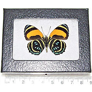 BicBugs Callicore aegina Yellow Orange Black Butterfly Verso Peru Framed