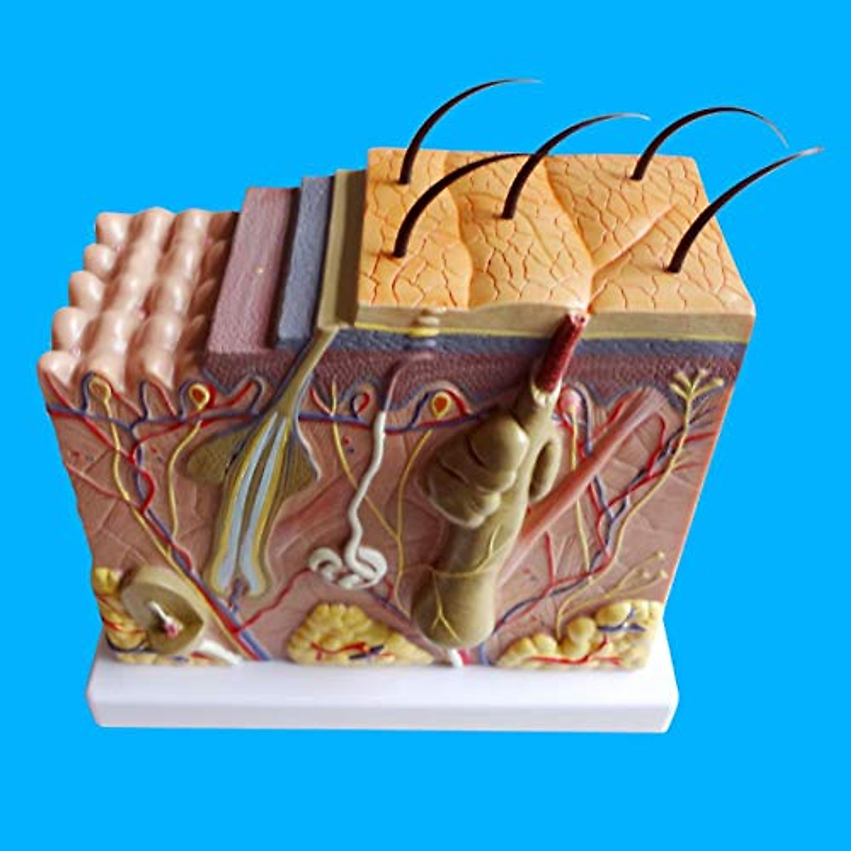 50X Human Skin Magnified Mode Laboratory Skin Model Biology Teaching