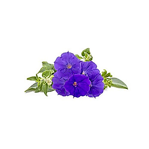 Click and Grow Smart Garden Blue Petunia Plant Pods, 3-Pack