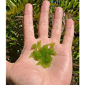 Algae Research and Supply: Algae Beads (Ready-to-go Algae Beads in Indicator- snap vials (x100))