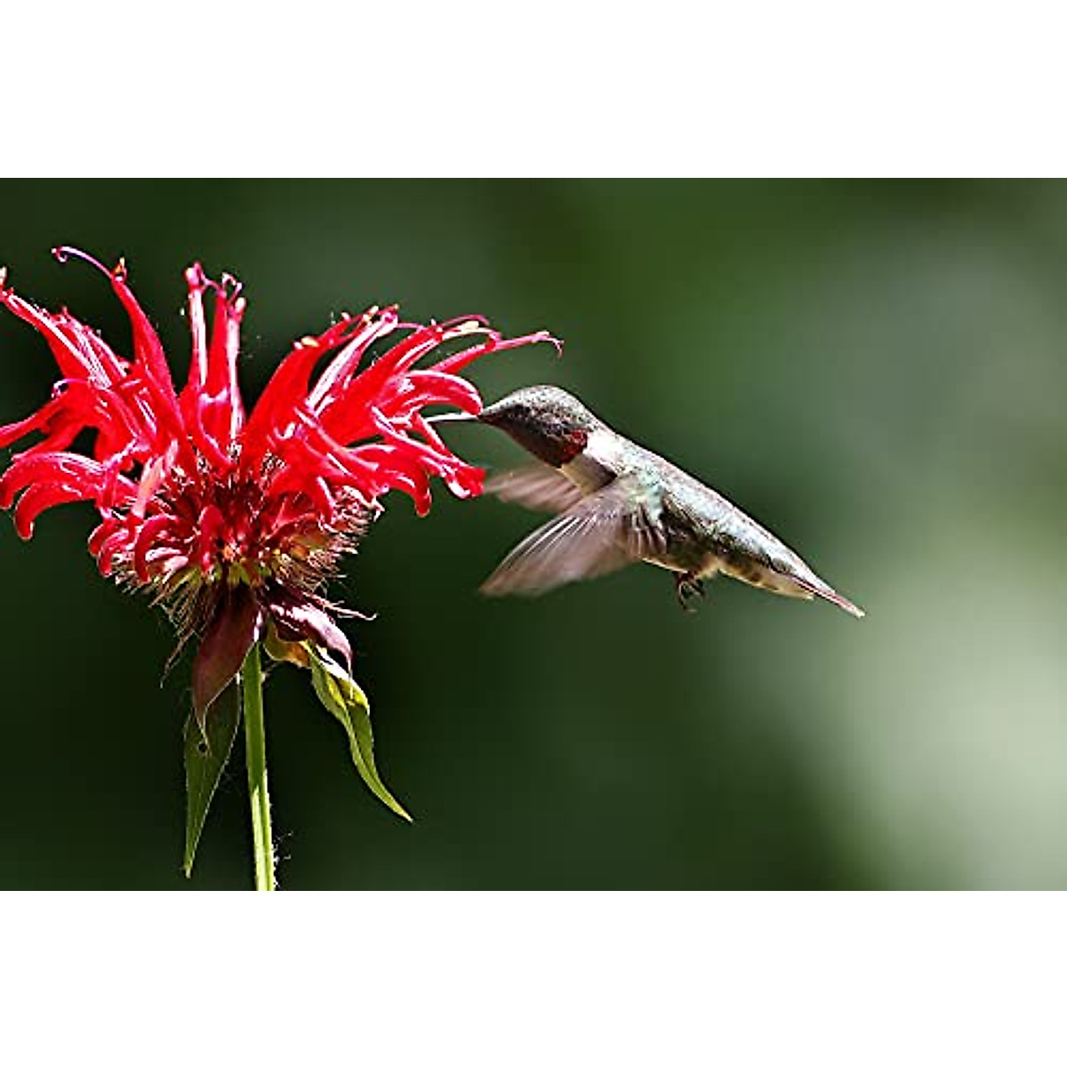 50 Bee Balm Flower Seeds - Monarda Didyma Mixed Color Seeds - Ships from Iowa, USA
