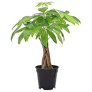 Money Tree Live Indoor Plant in 4 in. Plastic Grower Pot ***Cannot Ship to Hawaii***