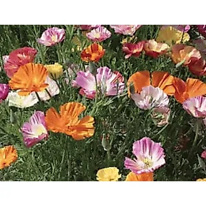 Ballerina California Poppy Mix - California Poppies, 1000+ Flower Seeds Per Packet, (Isla's Garden Seeds), Scientific Name: Eschscholzia californica, 85% Germination Rates, 99.3% Purity