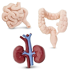 Safari Ltd. Human Organs TOOB - 8 Mini Figurines Including Brain, Heart, Lungs, Liver, Kidneys, Stomach, and Intestines - Anatomy Educational Toy Figures for Boys, Girls & Kids Ages 3+