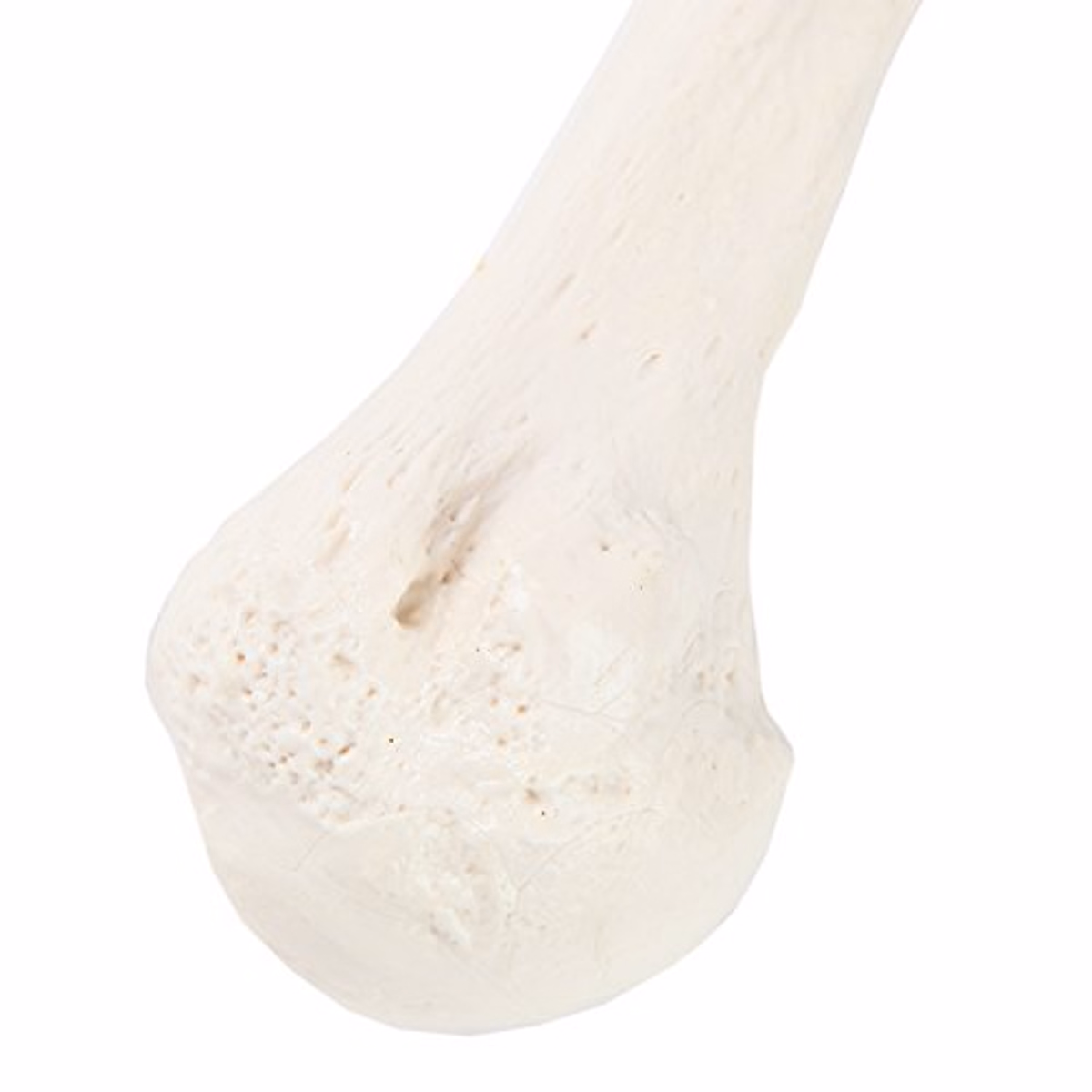 Axis Scientific Humerus Bone Model?–?Left Bone Replica, Features Natural Textures and Landmarks of Human Humerus Bone – Includes Detailed?Product Manual