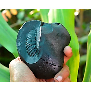 3.5"X3"Shri Laxmi Narayan Shaligram, Rare & Special One Piece, Religious Gifts, Saligram Stone - Gandaki River -I-6054