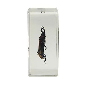 Celestron 44407 3D Bug Specimen Kit #1 (Black, Brown, Yellow)