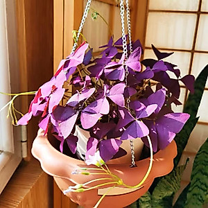 12+ Bulbs Purple Shamrocks Oxalis Triangularis Lucky Lovely Flowers Bulbs Grows for Planting Indoors or Outdoors