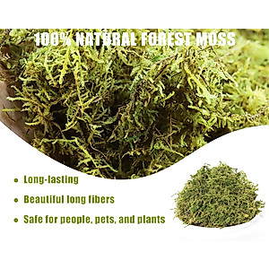 O-FarFarm Dried Forest Moss for Plants 5.3oz / 3qt, Green Orchid Sphagnum Moss, Long Fibered Dried Moss for Succulents Garden Flowers Pot and Reptiles