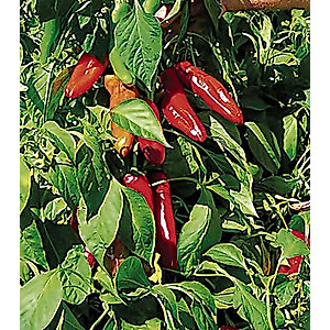 Hatch Red Chile Medium 30 Seeds - Sweet Hatch Flavor with Some Heat - Non-GMO