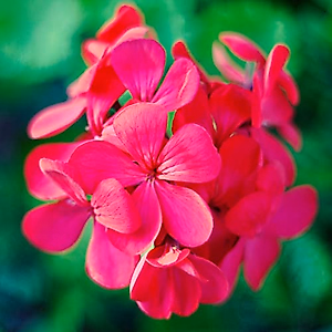 Geraniums Seeds Heat Tolerant Easy to Grow Annual Fragrant Edible Low Maintenance Bed Border Container Indoor Outdoor 200Pcs Mixed Colors Flower Seeds by YEGAOL Garden