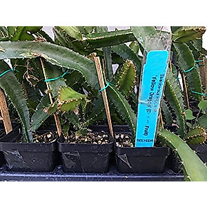 Yellow Dragon Fruit - "Yellow Dragon" Dragon Fruit - Selenicereus 'Yellow Dragon'