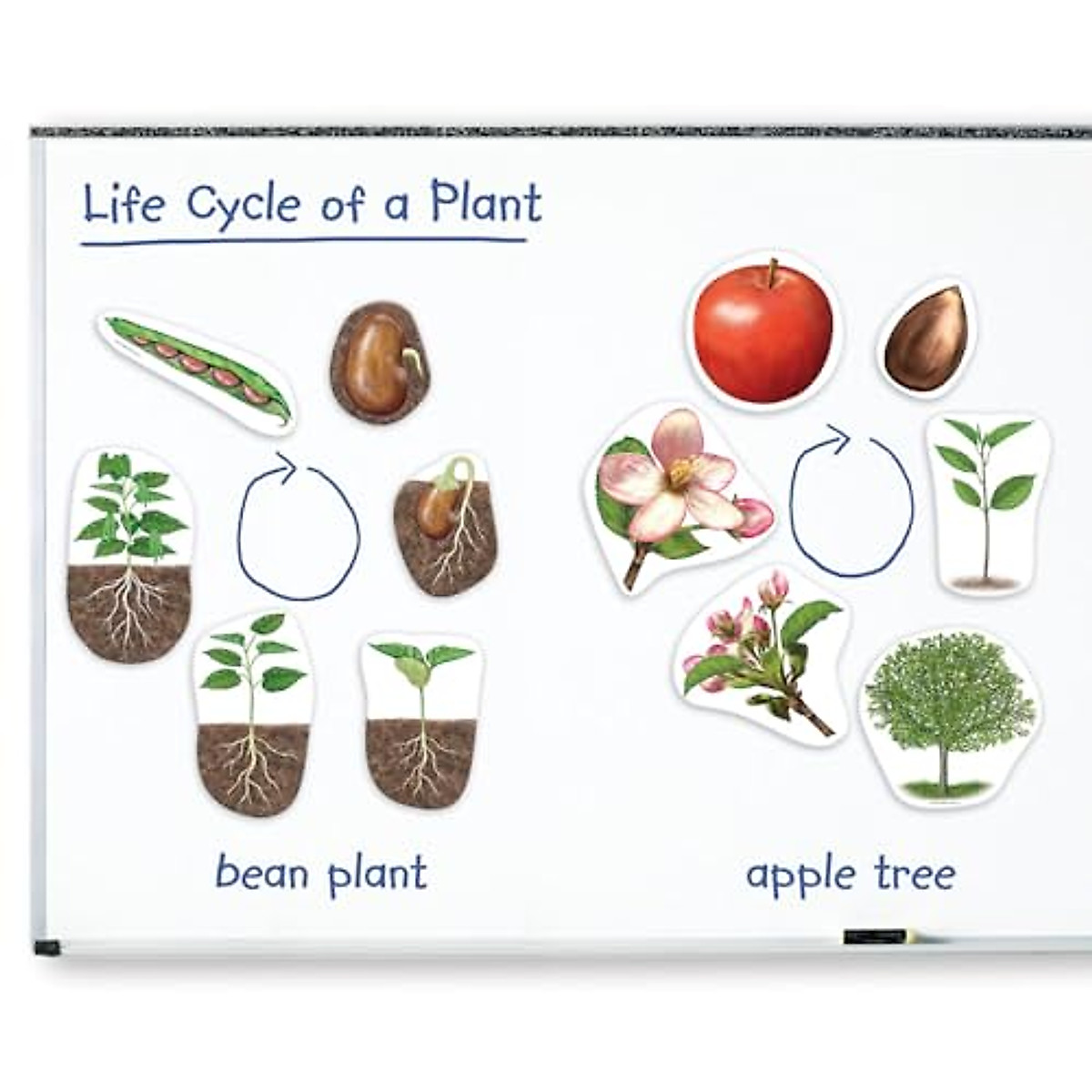 Learning Resources Giant Magnetic Plant Life Cycle - 12 Pieces, Science Exploration Activities for Kids, Homeschool and Classroom Science Supplies