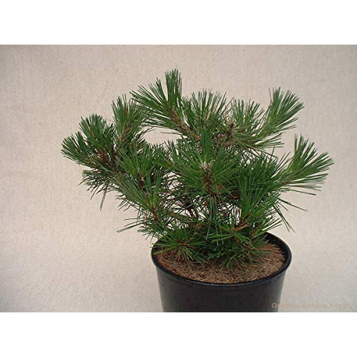 1144-Japanese Black Pine Tree (Pinus thunbergii) Seeds by Robsrareandgiantseeds UPC0764425787693 Bonsai,Non-GMO,Organic,Historic Plants,Sacred, 1144 Package of 5 Seeds