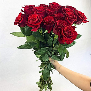 Fresh Cut 24 Red Roses - Fresh from the Farm Red Rose Bouquet – Hand-Selected Long-Lasting, Gift and Home Decor Perfect Fresh Flowers |20" Long Stems No Vase-2 Dozen | Flowers Gift