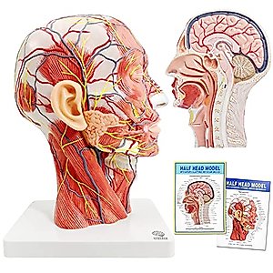 EVOTECH Human Half Head Superficial Neurovascular Model with Musculature, Life Size Anatomical Head Model Skull and Brain for Medical Teaching Learning, Kids Learning Education Display Tool