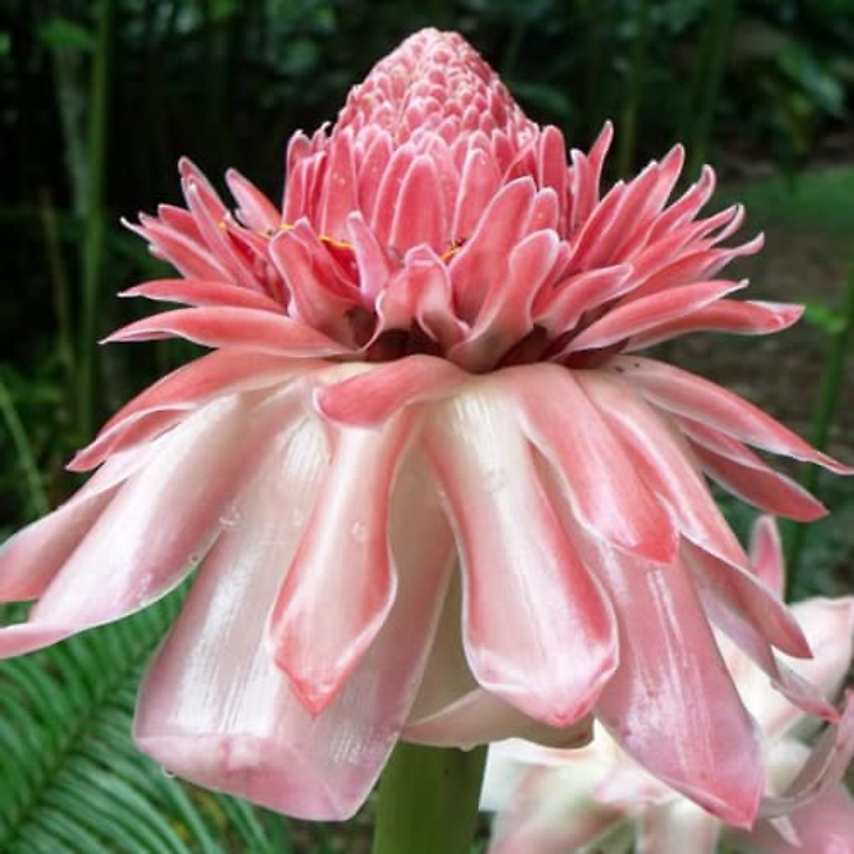 CHUXAY GARDEN 20 Seeds Pink Etlingera Elatior,Torch Ginger,Ginger Flower,Torch Lily,Philippine Wax Flower Seasoning Flowering Plants Excellent Addition to Garden