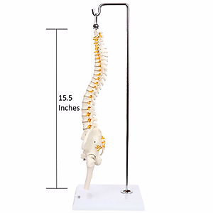 Axis Scientific 15.5" Mini Spine Model with Vertebrae,Nerves,Arteries, Lumbar Column,Male Pelvis - Human Anatomy Model for Education & Study - Includes Stand/Product Manual - Plastic Spine Model