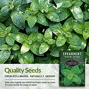 Survival Garden Seeds - Spearmint Seed for Planting - Mentha Spicata Packet with Instructions to Plant Delicious Herbs and Grow Your Home Herb Garden - Non-GMO Heirloom Variety