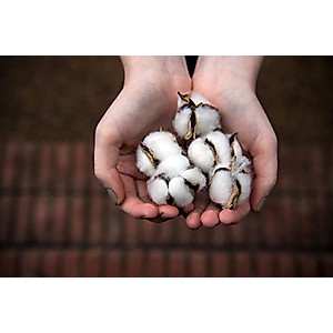 Organyc 100% Organic Cotton Balls for Sensitive Skin, 100 Count