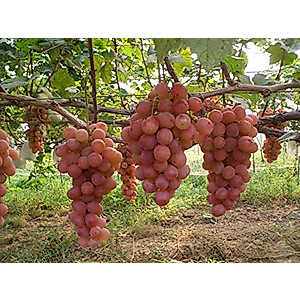 50+ Grape Seeds Vine Fruit Seed Fruit Plant Home Garden Non-GMO