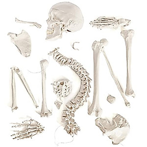 Benilev Disarticulated Human Skeleton Model for Anatomy, Full Size 67'' Skeleton with 200+ Bones Structures 3 Poster Skull Spine Bones Articulated Hand & Foot, for Anatomy Medical Learning