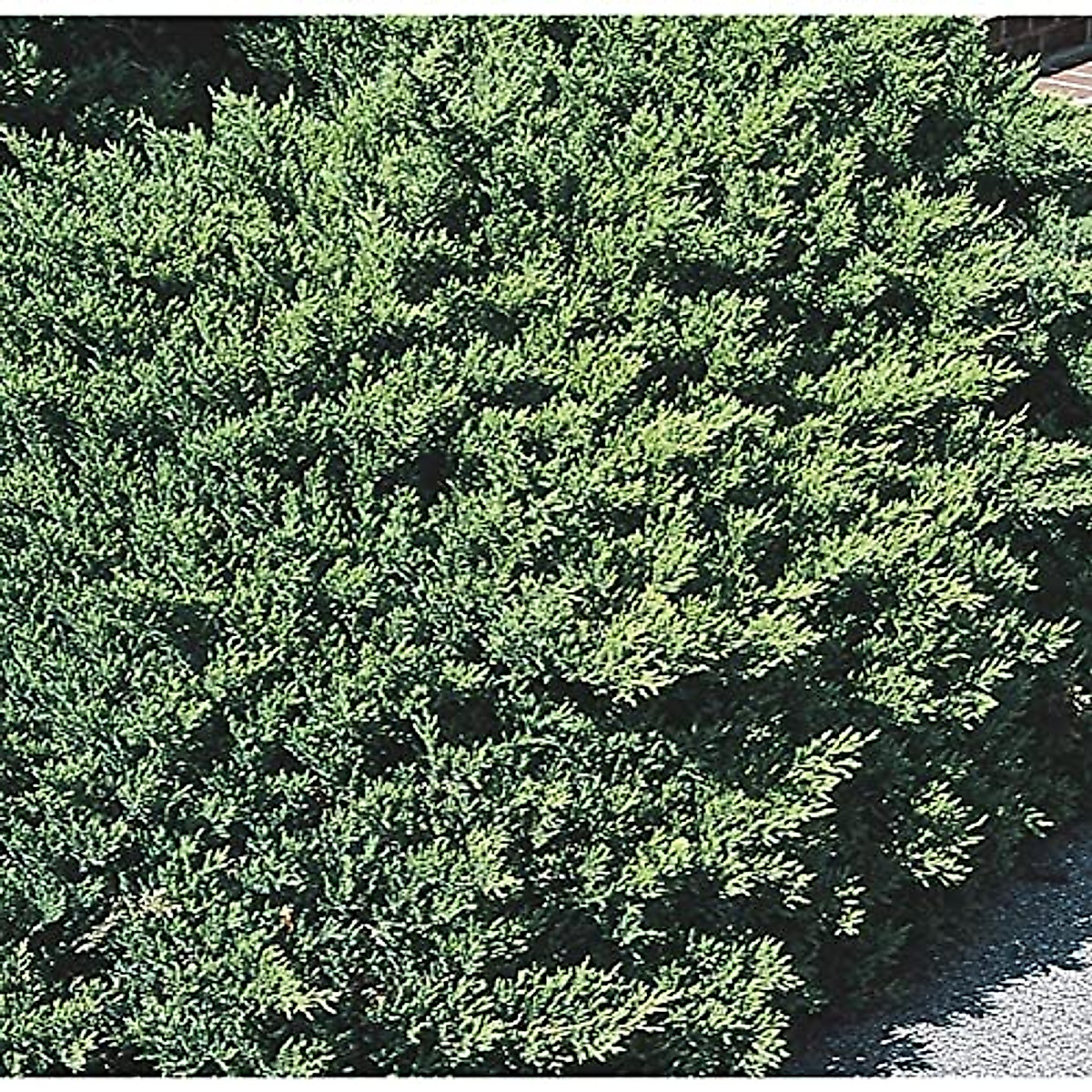 San Jose Juniper | 2 Live Gallon Size Plants | Juniperus Chinensis | Bonsai Drought Tolerant Cold Hardy Evergreen Groundcover