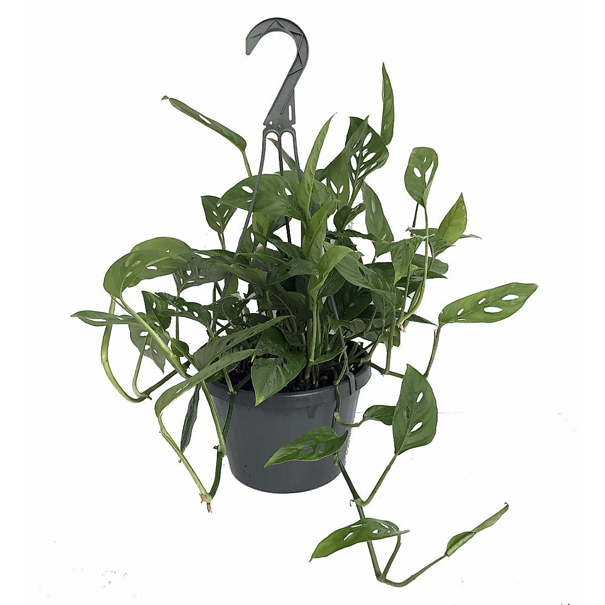 Swiss Cheese Plant - Monstera adansonii - Easy to Grow Old Favorite - 4" Pot