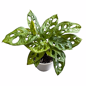 Monstera Adansonii Swiss Cheese Plant, Unique and Beautiful Statement in Any Space, Green Thumbs up and Plant Lover's Favorites in 4" Pot - Hopewind Plants Shop