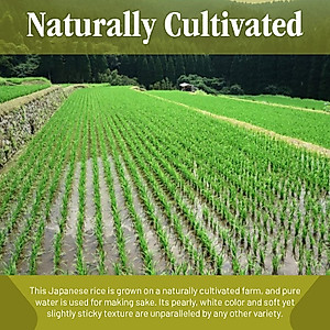 Shirakiku Dried Grains & Rice - Japanese Short Grain White Koshihikari Rice - Uncooked Premium Quality Low Carb Sweet Sticky Sushi Rice, 15 Pounds bag