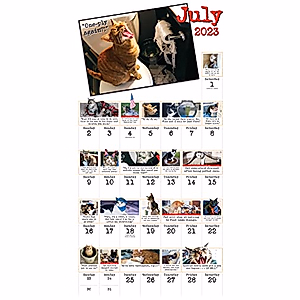 Bad Cat Wall Calendar 2023: Celebrating the Misfits of the Feline World