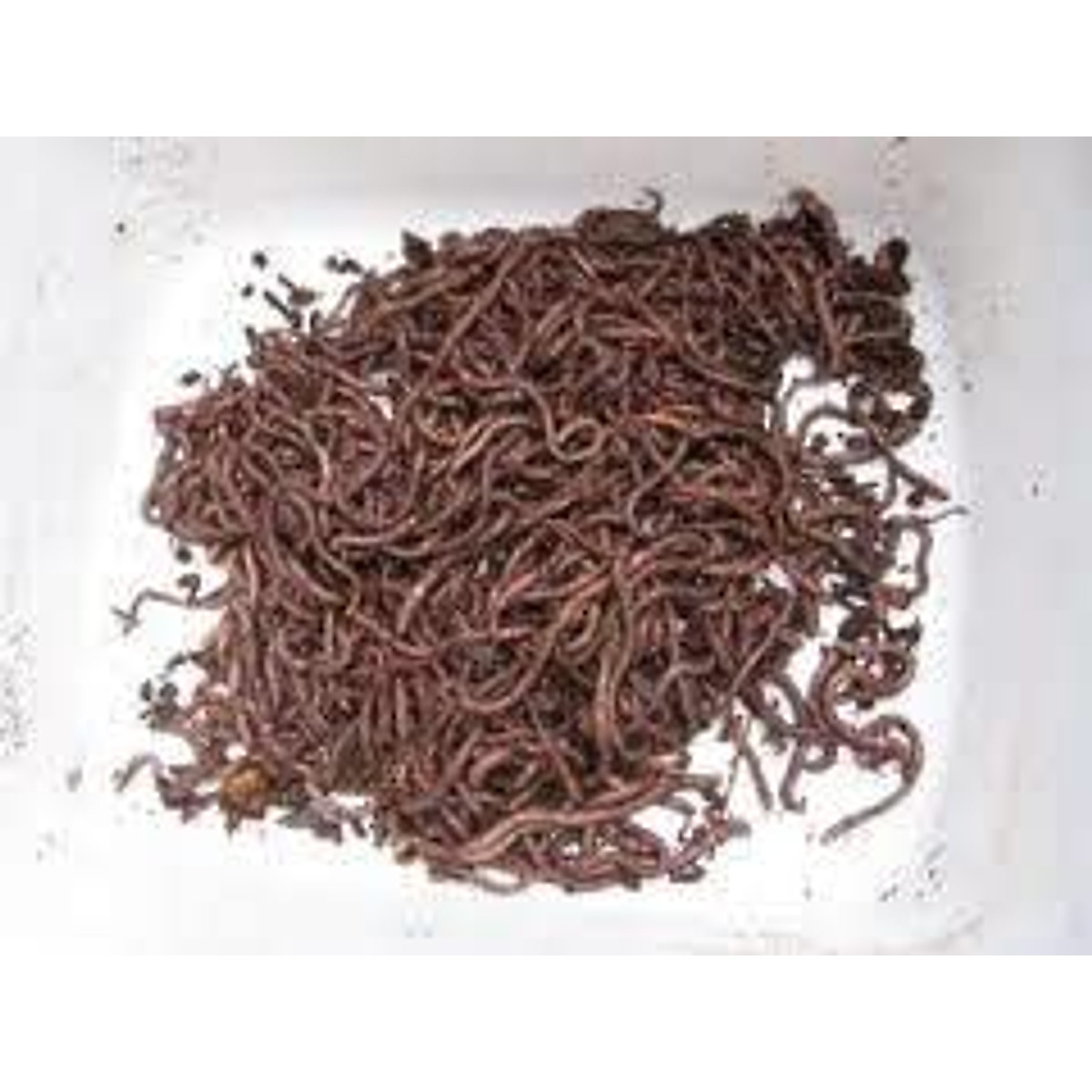 BESTBAIT 1 LB. European Nightcrawlers Approx. 250-300 Count Composting Worms Fishing Worms