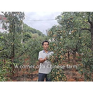 farms sell 500g * 3 bags of Organic Black jujube, Amethyst jujube, black jujube and big jujube