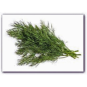 Dill Seed, Bouquet, Heirloom, Non GMO, 25+ Seeds, Herb Fresh or Dried
