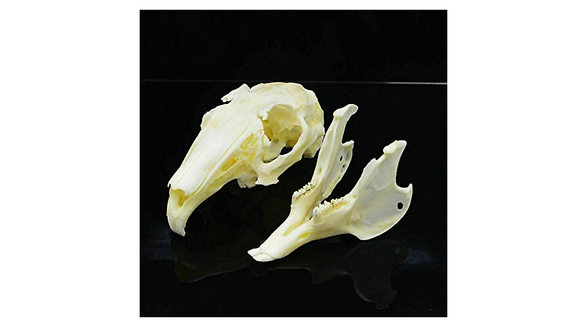 Wixine Cottontail Rabbit Skull Specimen - Unique Animal Bone Collectible