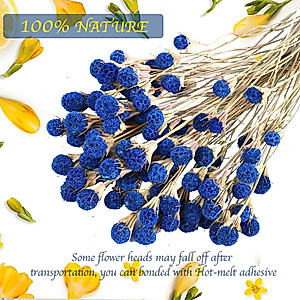 50 Pcs Natural Blue Dried Thistle Flowers Bouquet, Bulk Dried Craspedia Billy Balls Button Plant, 17'' DIY Floral Arrangements for Home Boho Kitchen Table Wedding Vase Decor