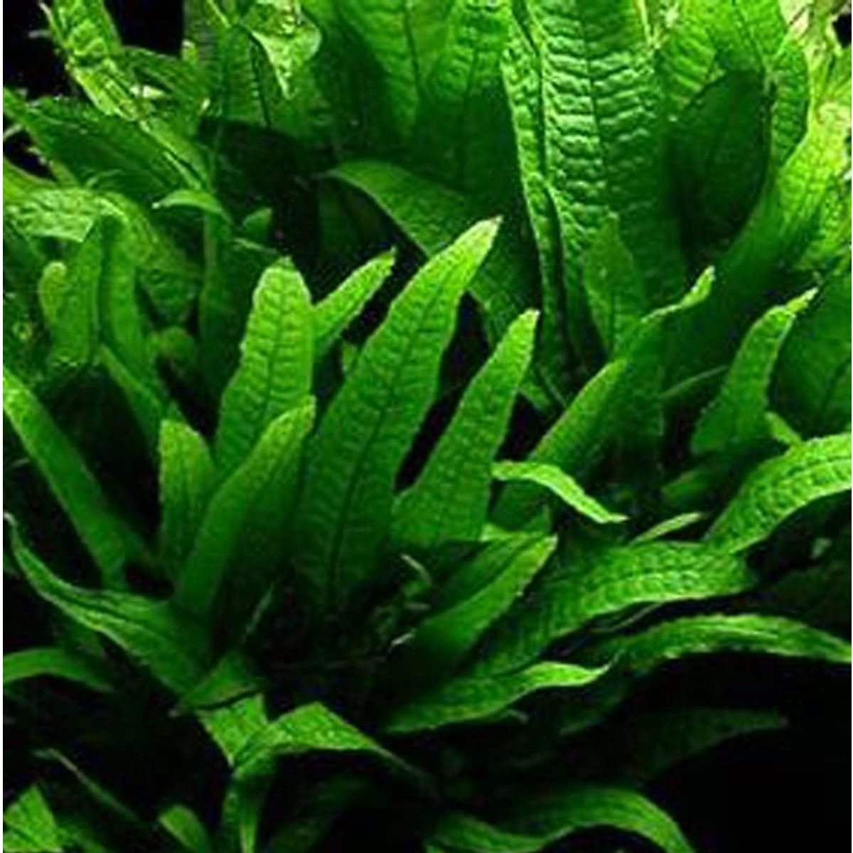 Aquatic Discounts - 3 Different Live Aquarium Plants - Anacharis + Hornwort + Java Fern BUY2GET1FREE!