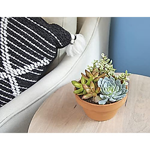 Live Succulents Assortment in Clay Pot, Garden Succulent Planter, Unique Gardening Gifts for Plant Lovers, Live Succulent Plants Live Plants, Live Succulents Plants Live Houseplants by Plants for Pets