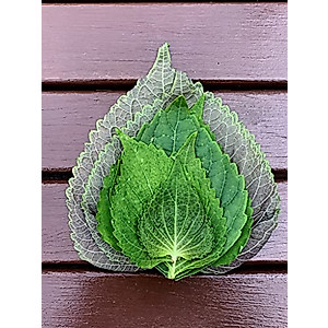 Gaea's Blessing Seeds - Korean Shiso Seeds (Perilla), Heirloom Non-GMO Seeds with Easy to Follow Planting Instructions, Korean Perilla, Open-Pollinated, 94% Germination Rate