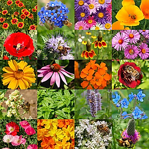 Seed Needs, Bulk 12,500 Seeds Honey Bee Wildflower Blend/Mixture (20 Species) Heirloom & Open Pollinated, Attracts Pollinators