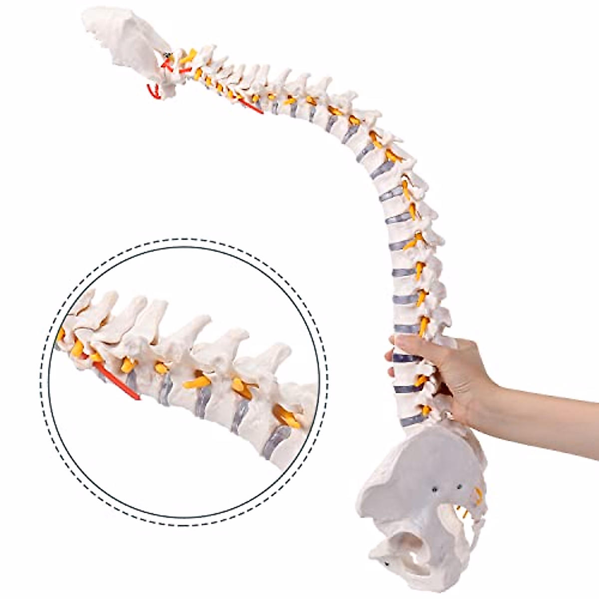 RONTEN Spine Model, 31" Life Size Spinal Cord Model with Vertebrae, Nerves, Arteries, Lumbar Column and Male Pelvis - Mount on a Stand