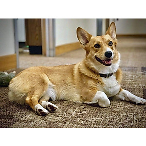 PET SUPPLEMENTS antioxidant for Dogs - Ultra Vitamins for Dogs - Chews - Powerful Formula - Mineral Complex - Vitamin e for Dogs Skin - 90 Treats (1 Bottle)