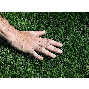 Hancock's Common Bermuda Grass Seed - Raw & Hulled - 5 lbs.