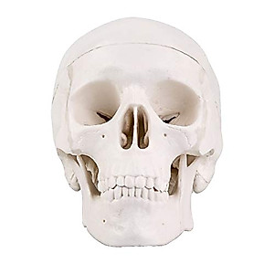 Mini Skull Model - 3 Parts Small Size Human Anatomical Anatomy Medical Teaching Skeleton Head Studying