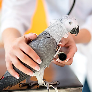 Parrot Neck Collar, Plastic -bite Collar Clear Bird Feather Protector Prevent Grab Lick Healing Safety Bird Cone Collar for Macaw Cockatoo Parrot Large