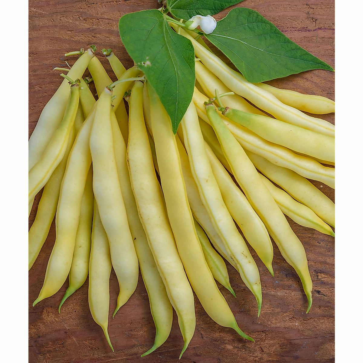Burpee Golden Wax Organic Bush Bean Seeds 1 ounces of seed