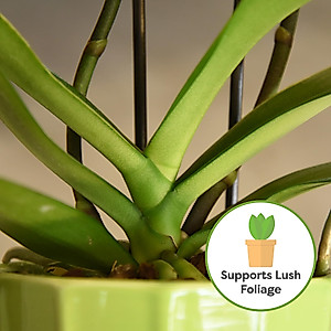 All Natural Orchid Potting Mix 4qts. by Perfect Plants | Hand Mixed in Small Batches | Great for Phalaenopsis of All Kinds